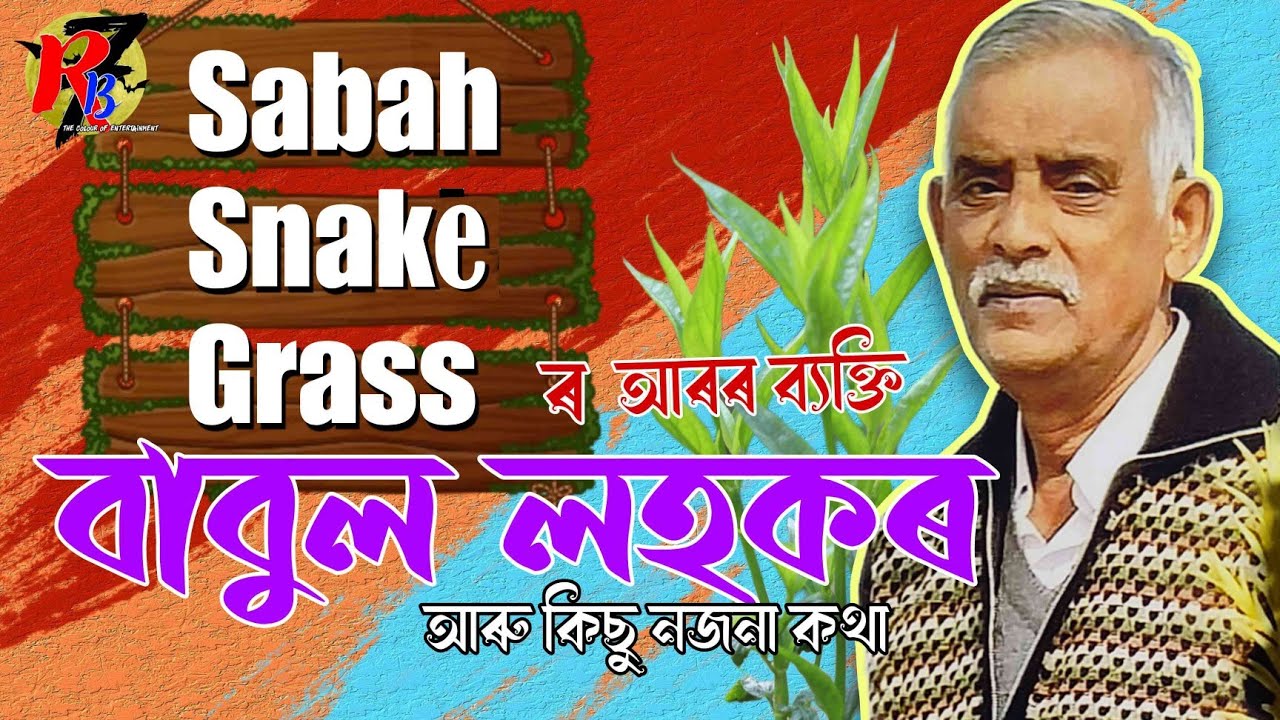 Sabah Snake Grass ৰ আৰৰ ব্যক্তি বাবুল লহকৰ আৰু কিছু নজনা কথা ।। 2023 ...