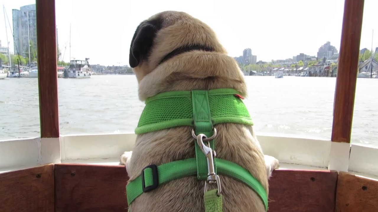 Pugs Ride Vancouver Water Taxi 2012 - YouTube