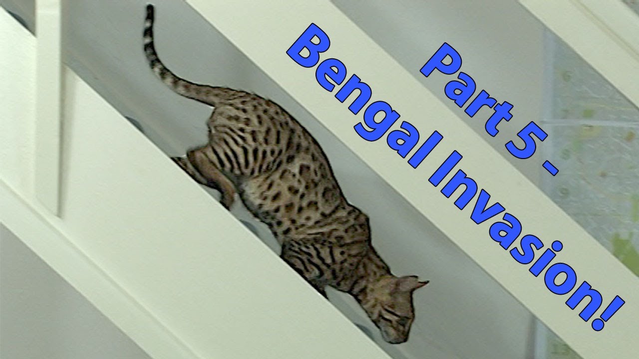 Bengal invasion! First visit downstairs - Part 5 - YouTube