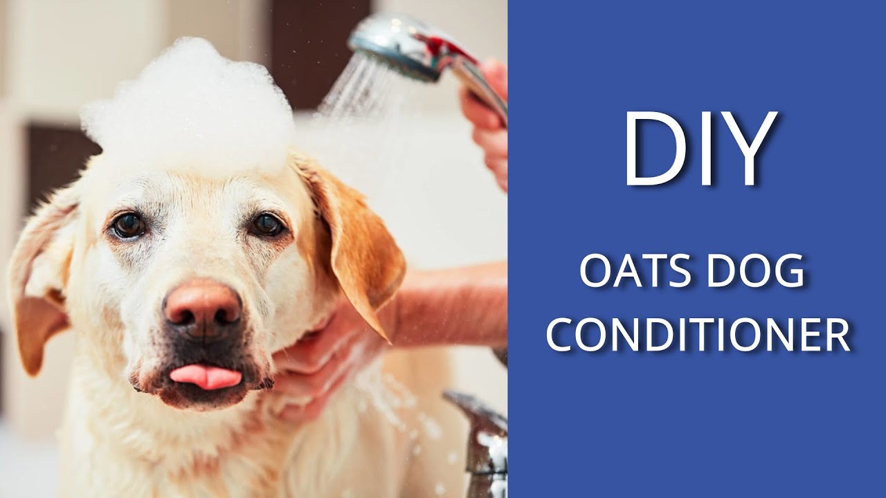 DIY- Oats Dog Conditioner - YouTube