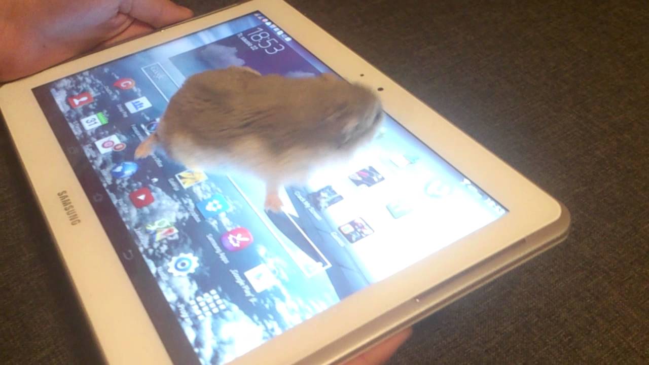 Smart Hamster - YouTube