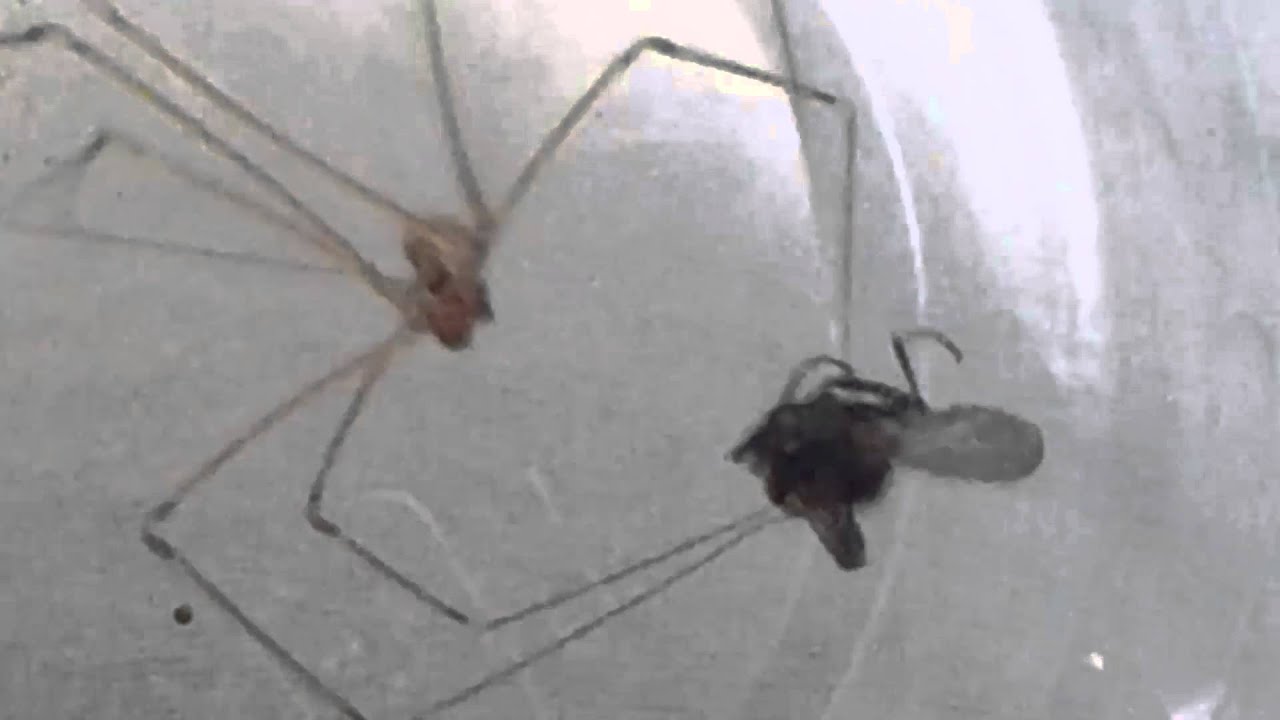Araña patona vs. Mosca | Pholcidae vs. Calliphoridae - YouTube