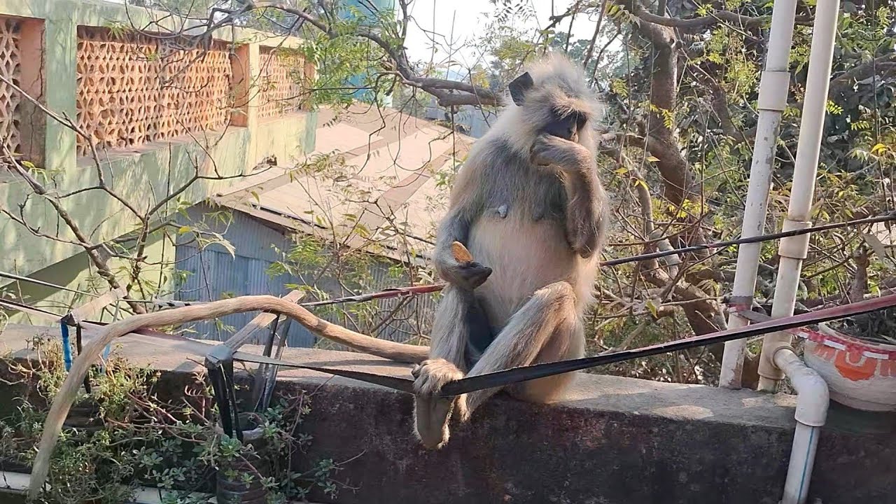 Hanuman Animal Video - 》》 Part - 2 - YouTube