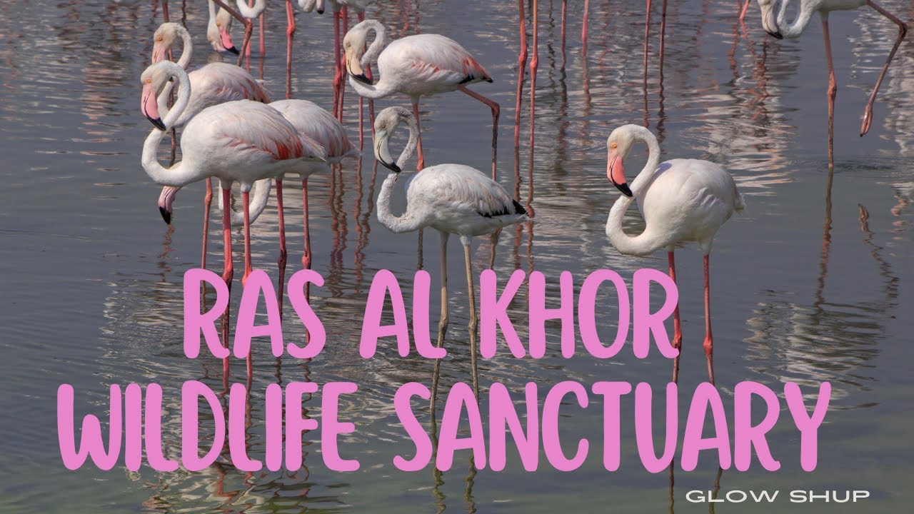 Ras al khor Wildlife Sanctuary | Ras al khor Dubai | beautiful flamingo ...