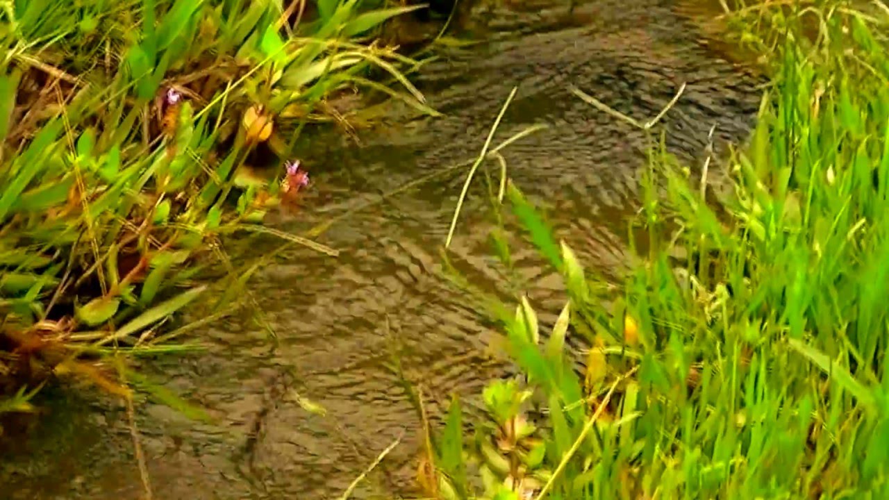 Irrigation Canal Water Pasture Organic Farm - YouTube