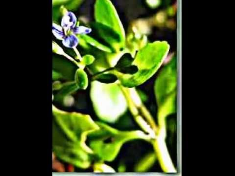 Bachehrenpreis - YouTube