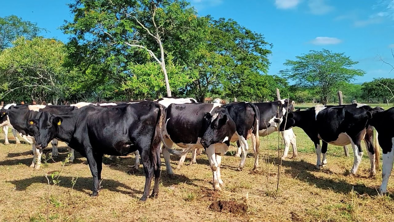 VACAS DE 9 MESES PRENHAS, ATÉ 40 KG DE LEITE POR DIA! - YouTube