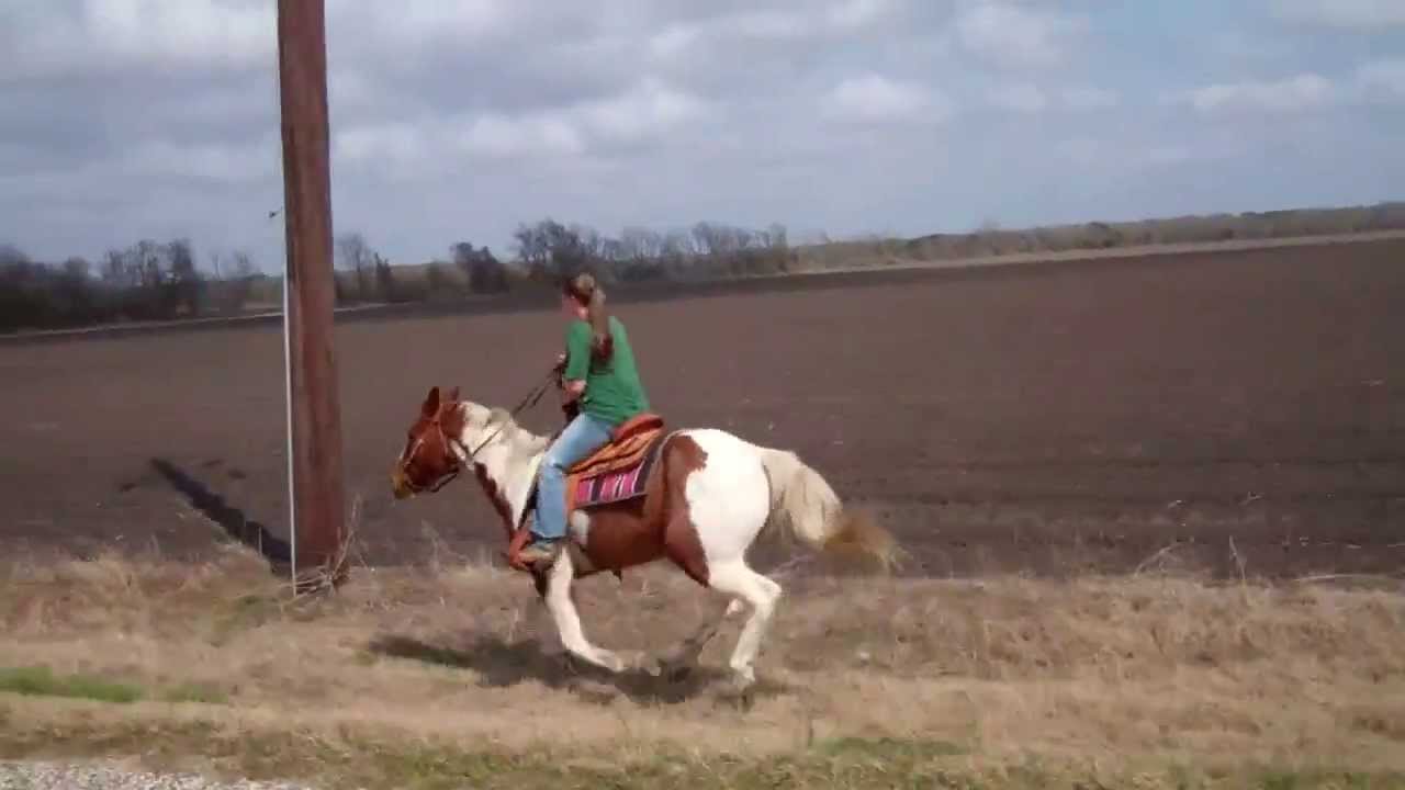 Amazing Galloping Horse - YouTube