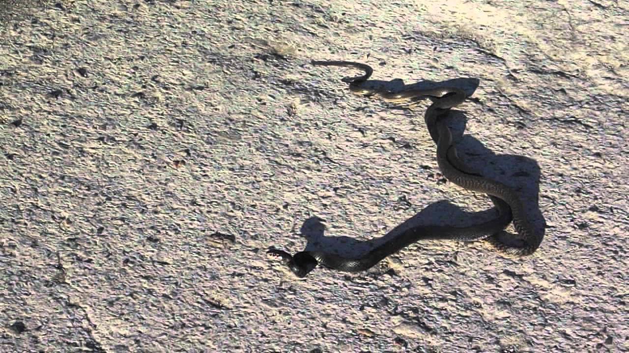 SNAKES IN LOVE - YouTube