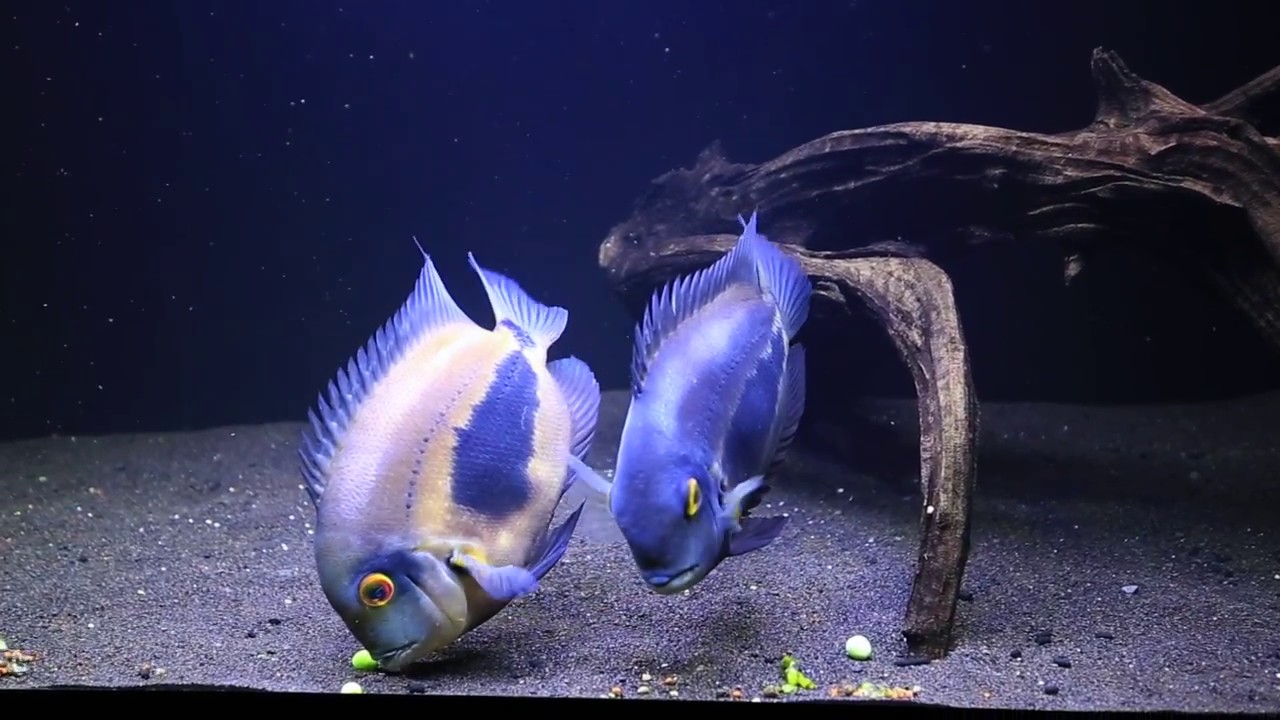 Our Uaru Amphiacanthoides Pair - YouTube
