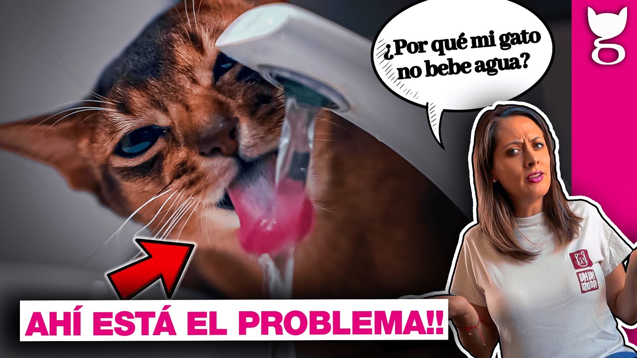 TU GATO ESTÁ DESHIDRATADO. ESTA ES LA RAZÓN 💦🙀 LA GATERÍA TV - YouTube