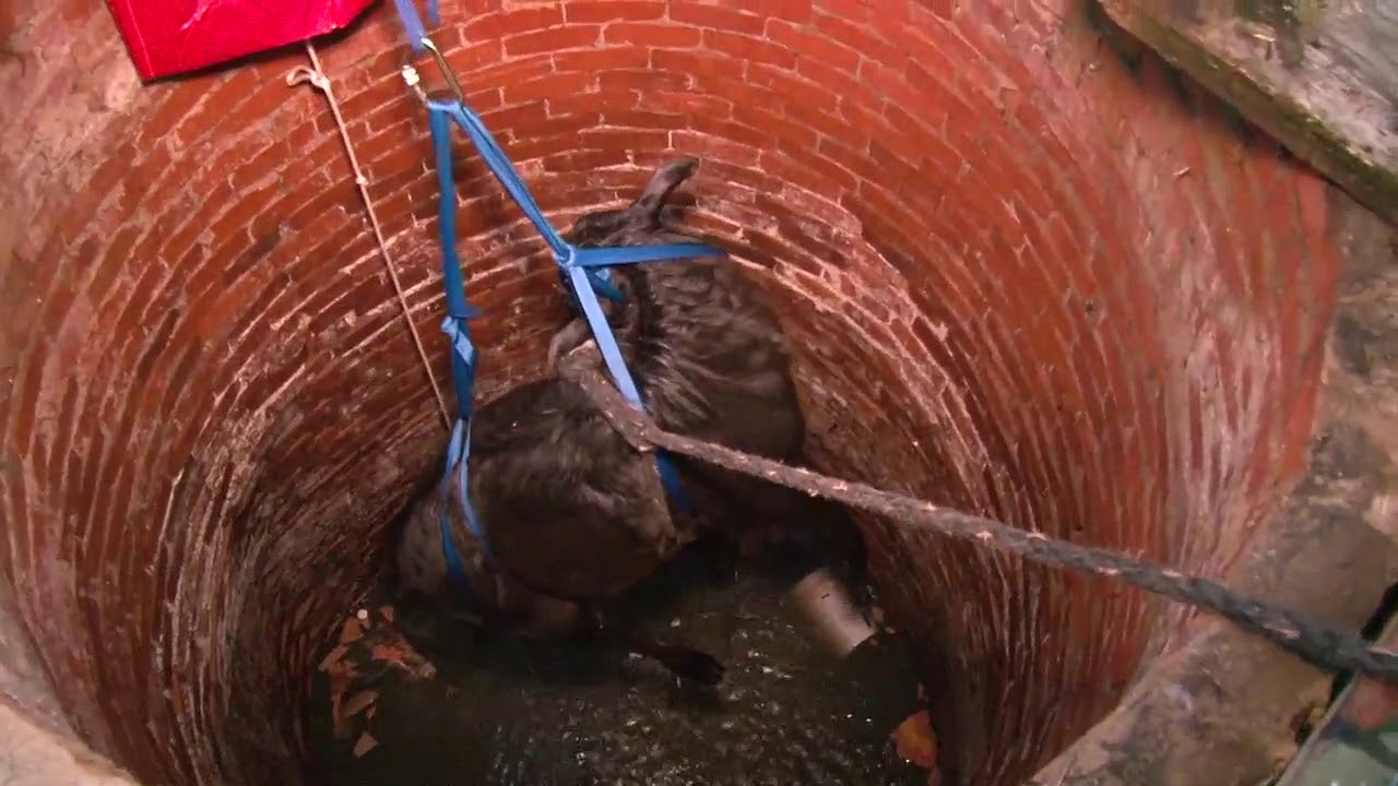 Calf rescued from well - YouTube