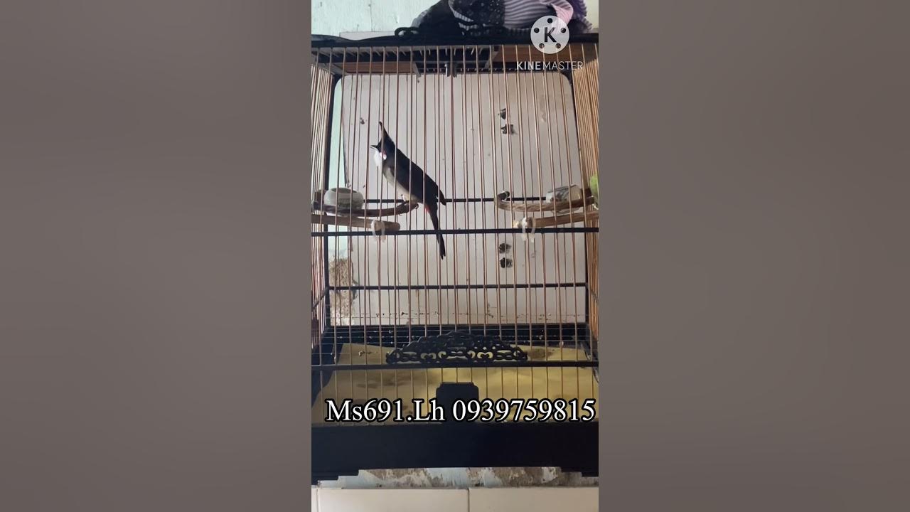 Ms691.2đ7 bổi 1 mùa siêu mẫu nết chơi siêng cầu cánh ruồi chét chẻ bị lỗi lâu lâu lột giọng mái ...