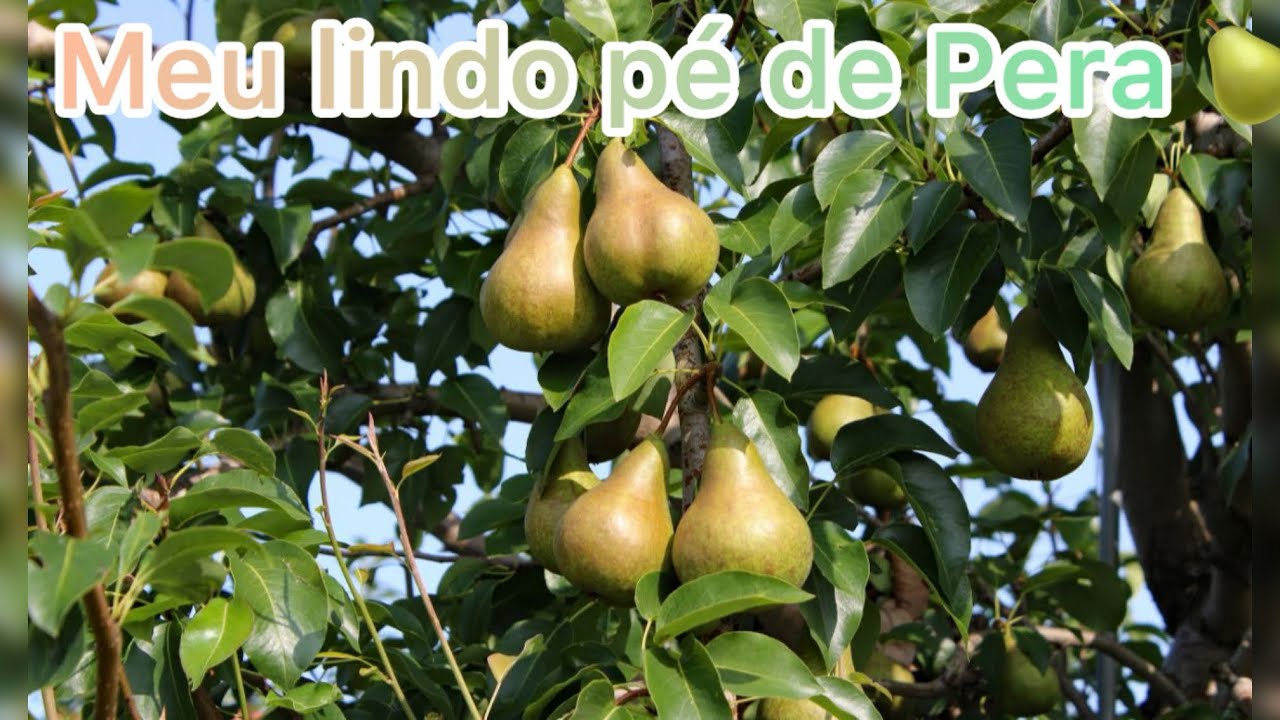 Meu pé de pera em Portugal 🇵🇹😍 - YouTube