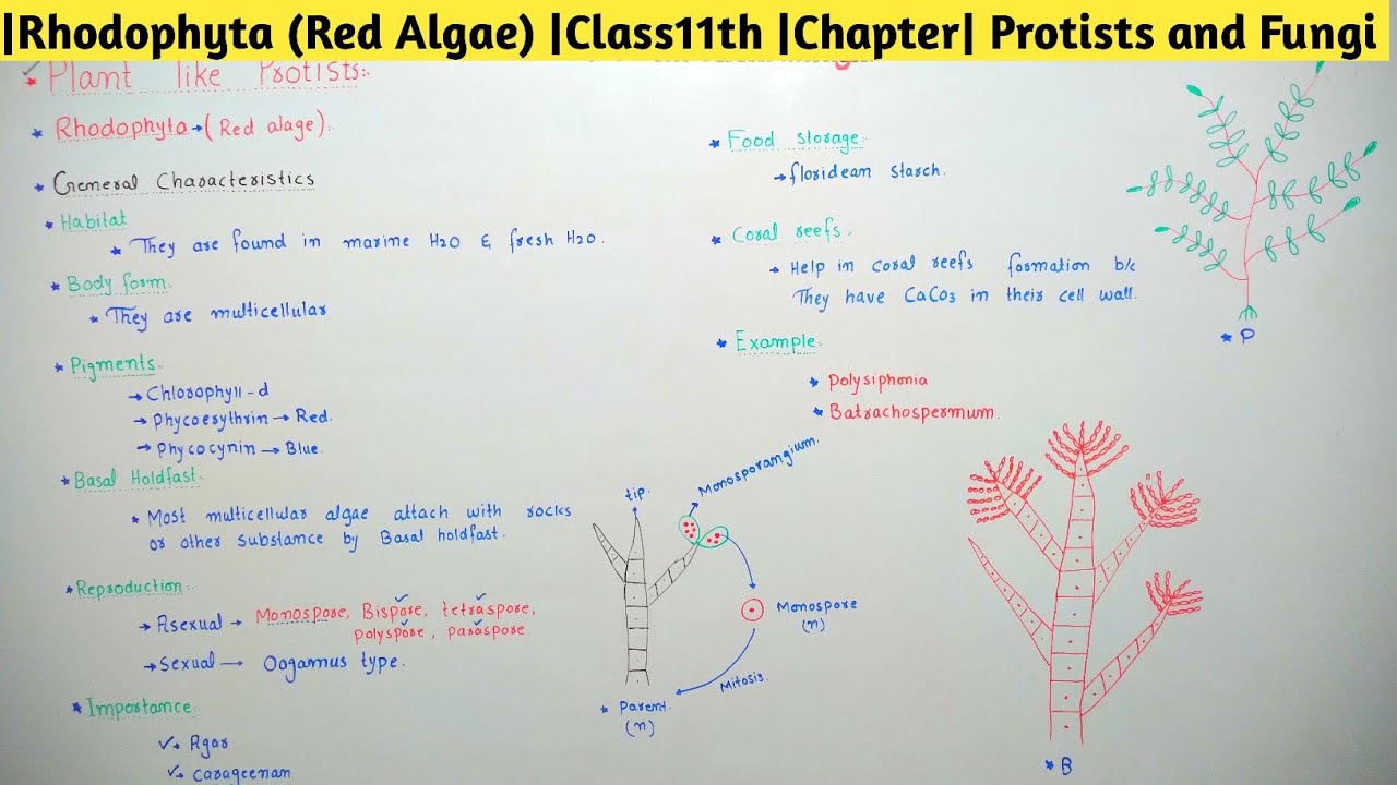 |Rhodophyta (Red Algae) |Class11th |Chapter| Protists and Fungi - YouTube