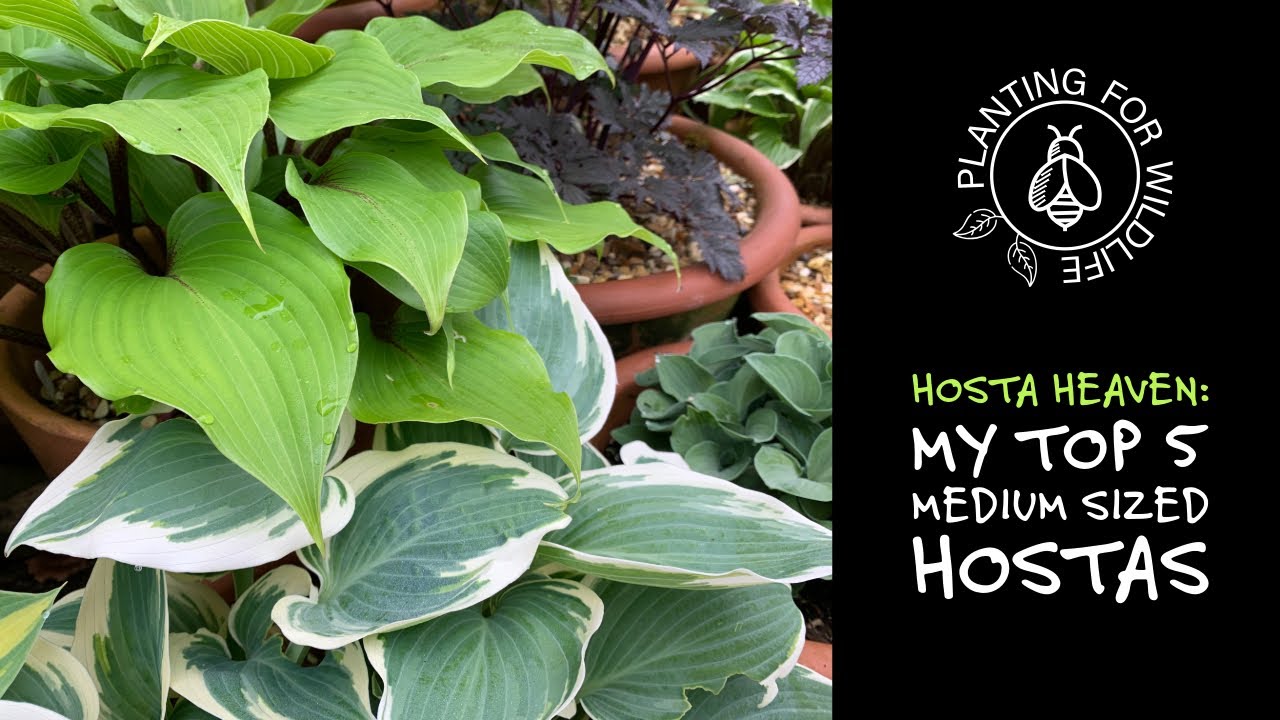 Hosta heaven : my top 5 medium sized hostas - YouTube