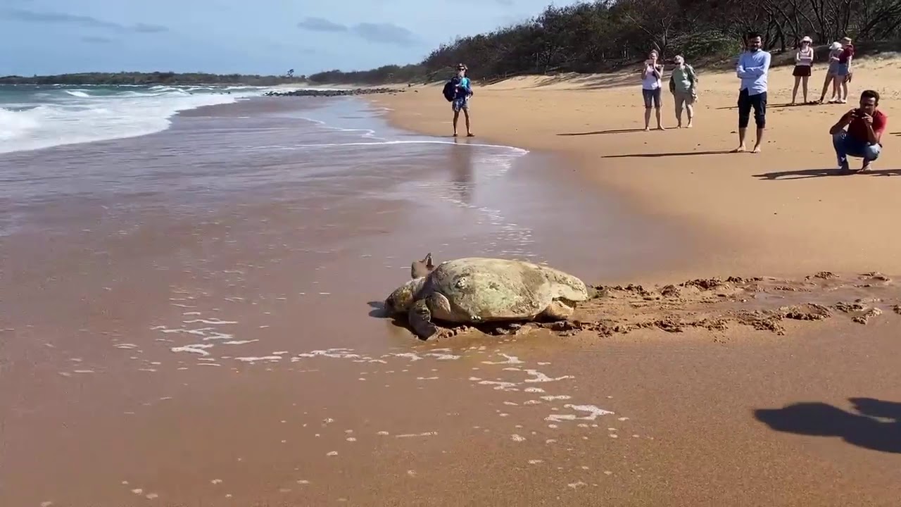 Loggerhead Turtle Premiere returns to Mon Repos - YouTube