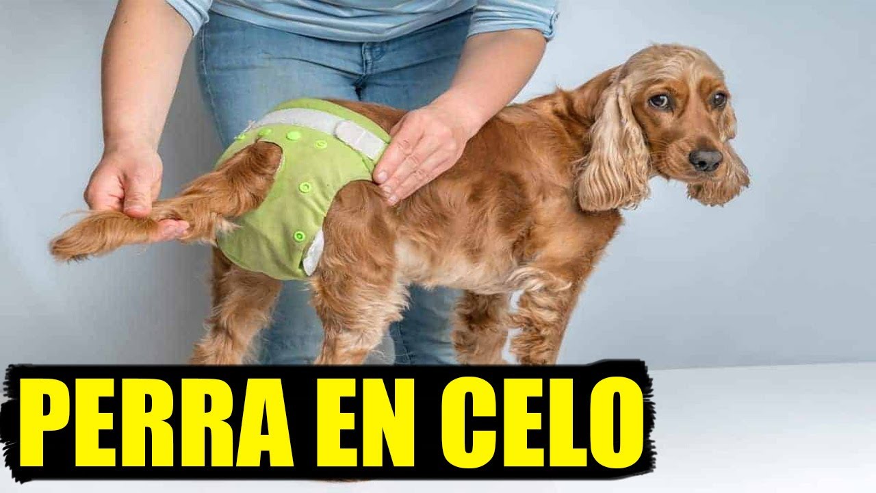 Días fértiles de una perra en celo - YouTube