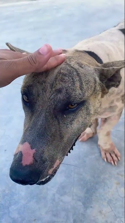 Con chó 🐕 xấu xí - YouTube