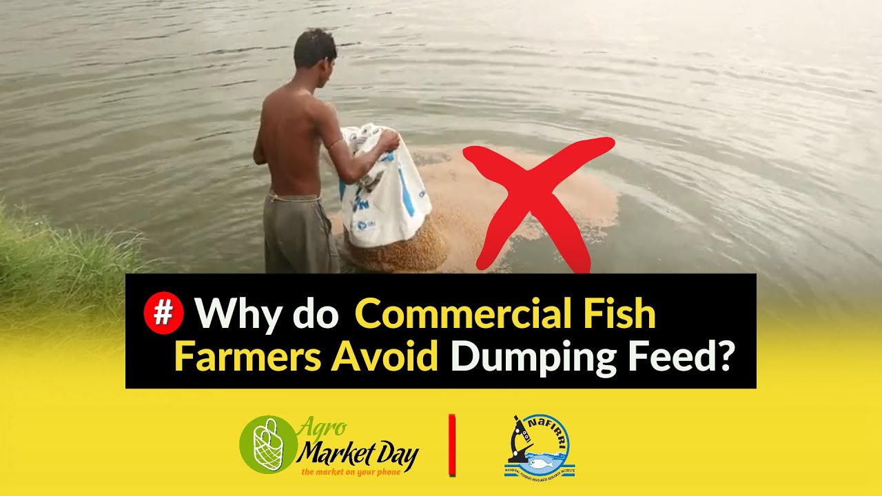 Why do Commercial Fish Farmers Avoid Dumping Feed? || Feeds and Feeding ...