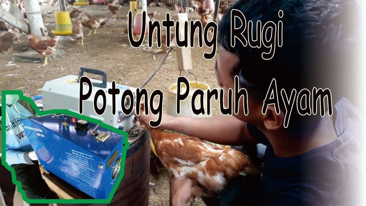 Pentingnya Potong Paruh Pada Ayam - YouTube