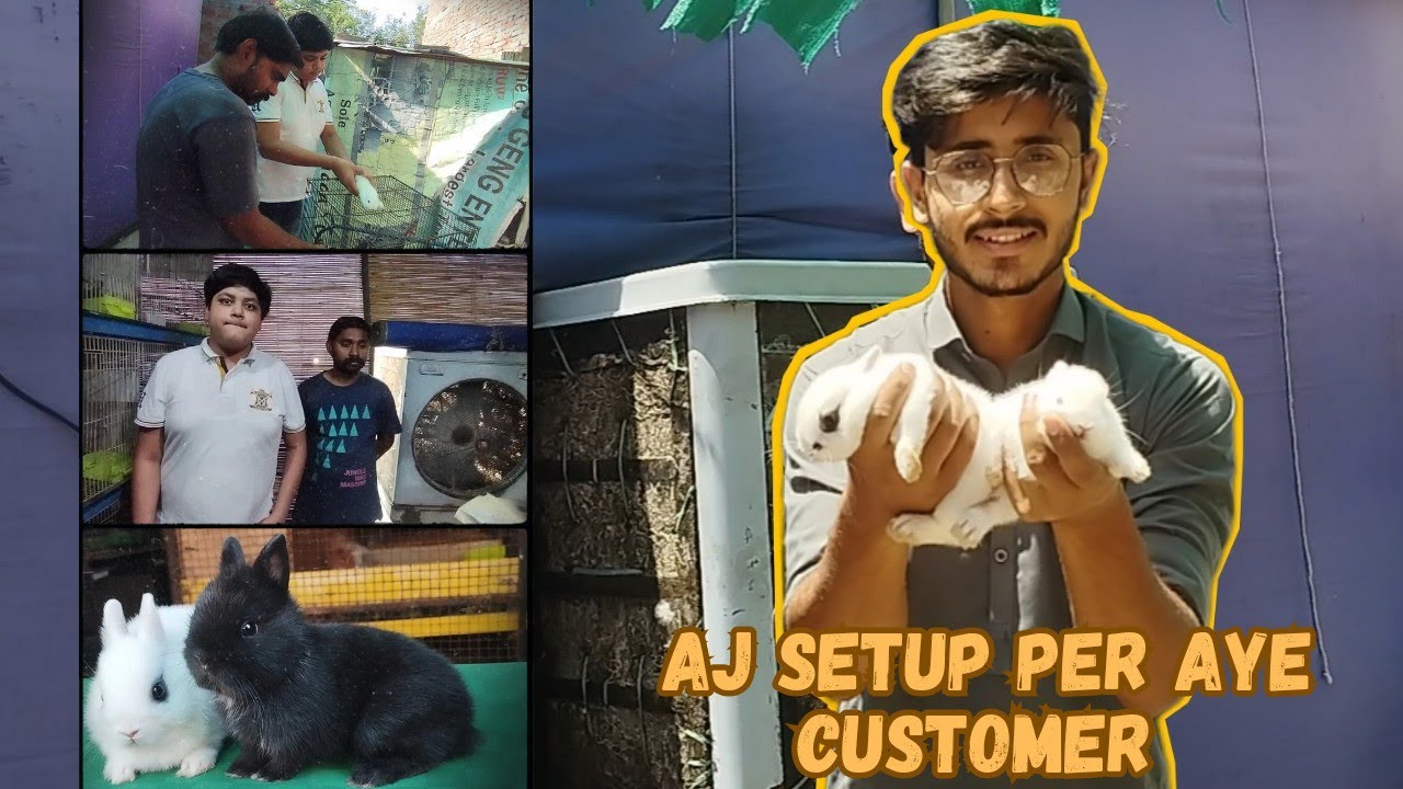 Setup per Aye Customer 🐇 | Rabbit Scabies Treatment | Fancy Rabbit ...