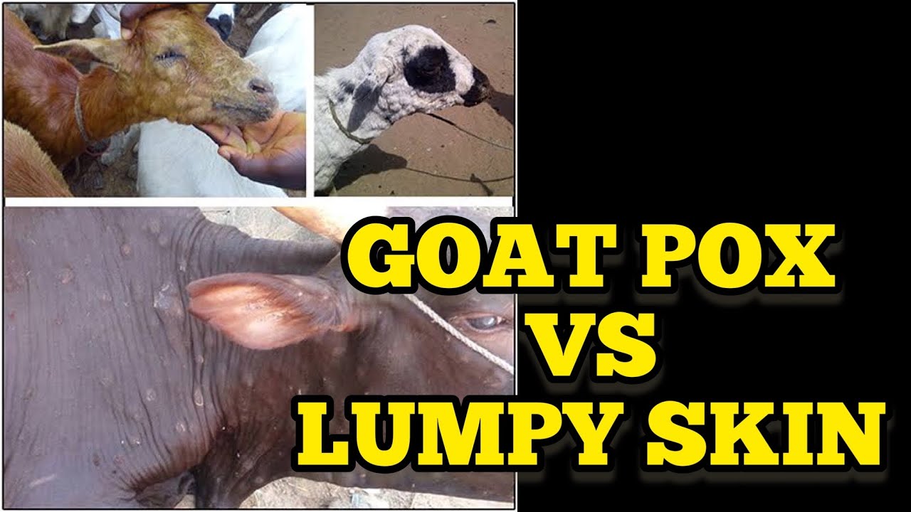 Lumpy Skin disease in Goat??? || Goat farmer of pakistan must watch ...