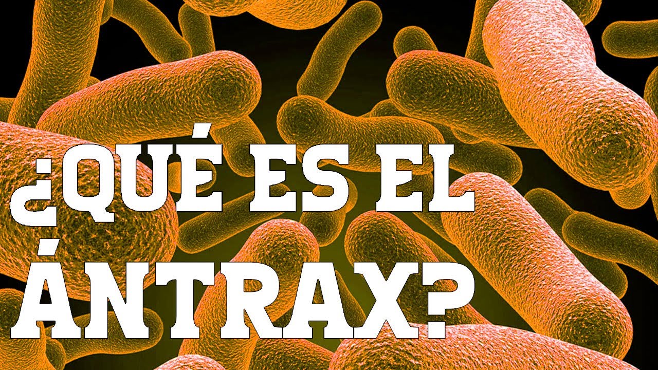 ⏱️ ¿Qué es el ántrax o CARBUNCO? | En 1 minuto - YouTube