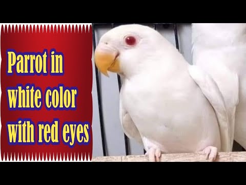 Parrot in white color with red eyes//🦜🦜// - YouTube