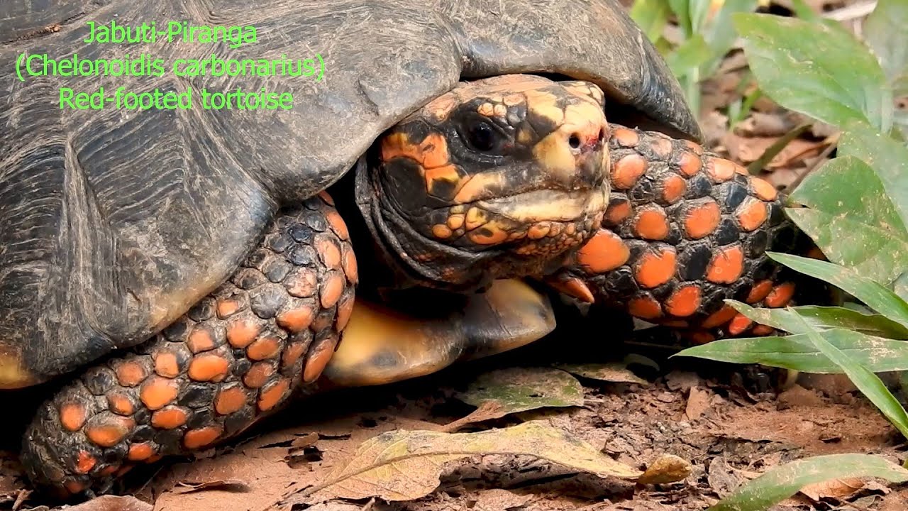 JABUTI-PIRANGA (CHELONOIDIS CARBONARIA), RED-FOOTED TORTOISE, JABOTI ...