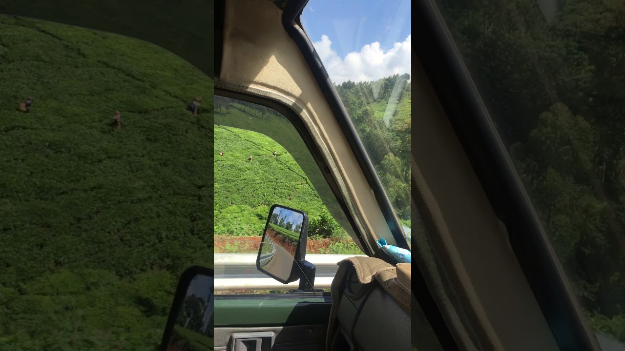 driving through tea plantation in Kenyas central region - Embu county ...