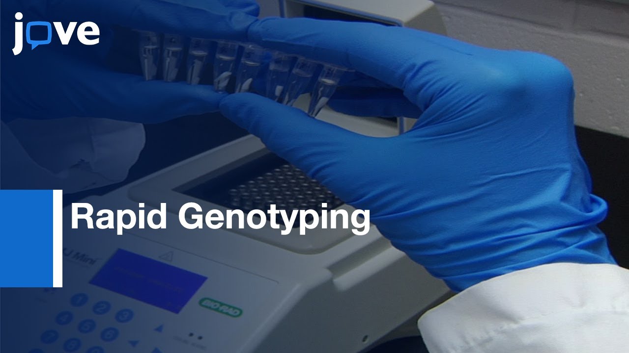 Rapid Genotyping of Animals and Brain Neurons Cultures Establishment ...