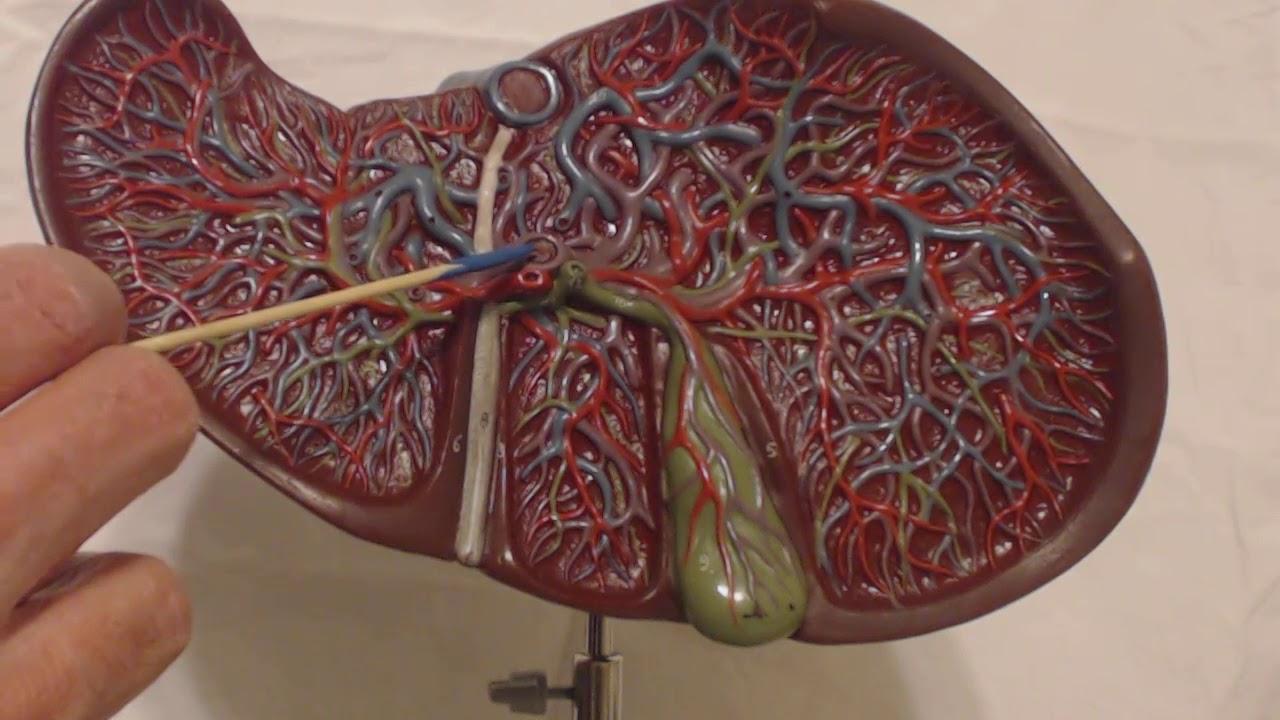 BIOL 213 Gross Anatomy of the Liver Montgomery College - YouTube