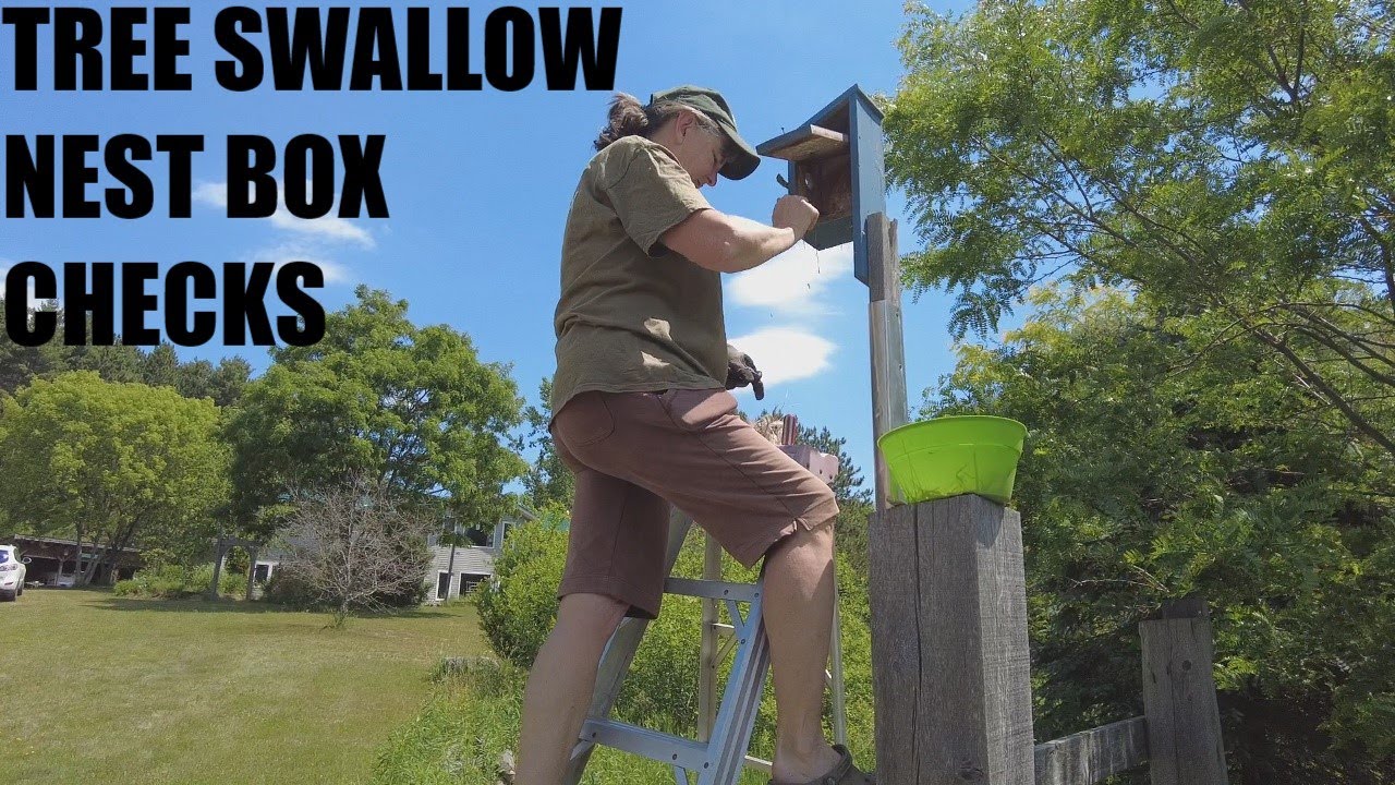 Tree Swallow Nest Box Checks - YouTube