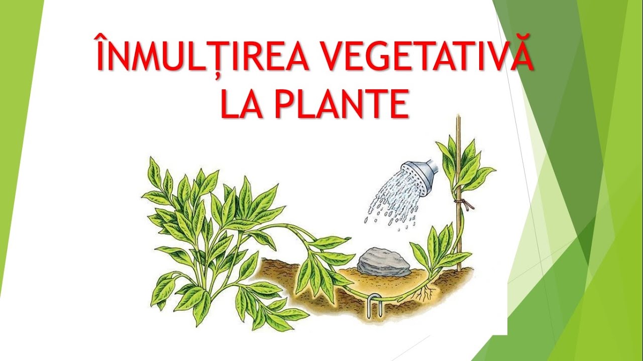 Înmulțirea vegetativă, prin spori, înmugurire, diviziune directă. - YouTube