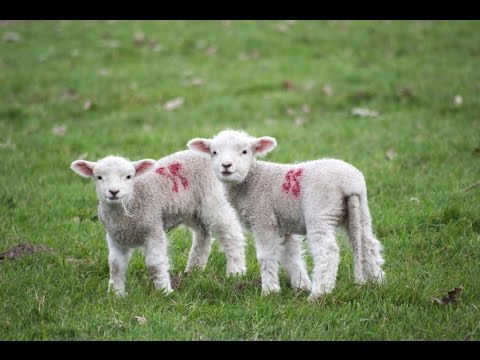 The Most Adorable Animal Pairs - YouTube