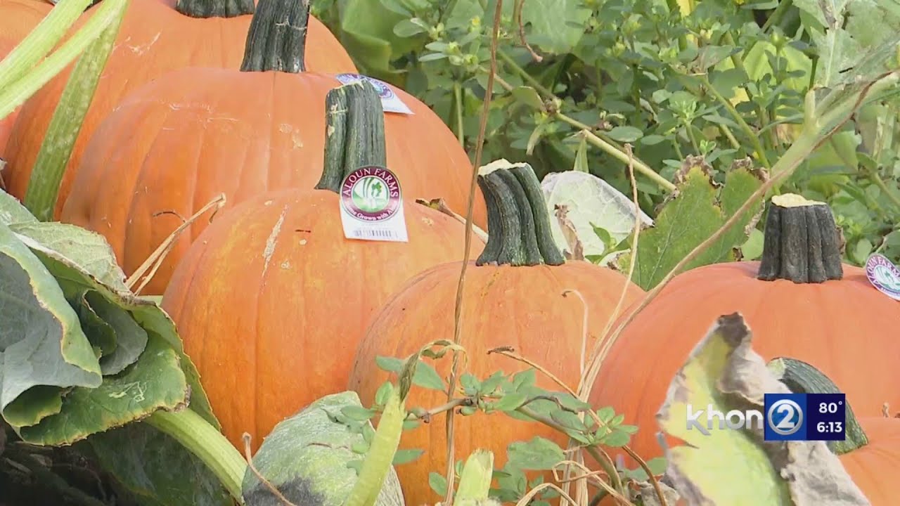 Aloun Farms 2021: Providing Hawaii with pumpkins during a pandemic ...