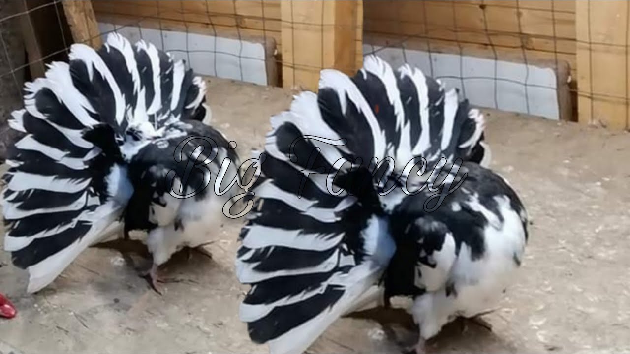 Amazing Most Beautiful Breeding Fancy Pigeons & pigeon farm - fancy ...
