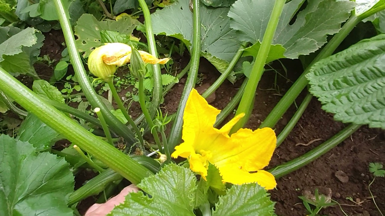 Funny shape Courgette. - YouTube