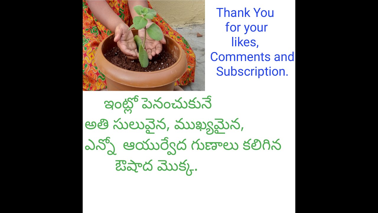 How to Grow Coram/Vammu plant easily at home/in telugu/ by Nissy - YouTube