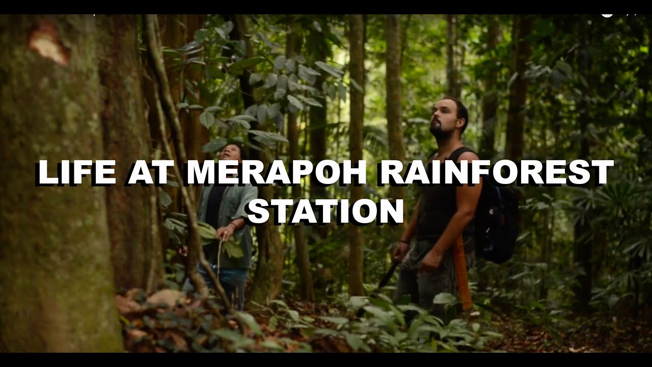 Life at the Merapoh Rainforest Station - YouTube