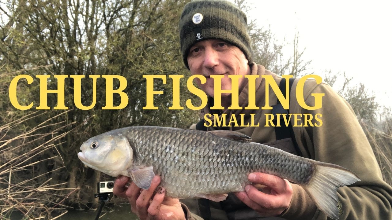 Chub Fishing on Small Rivers is so exciting when the tip pulls round ...