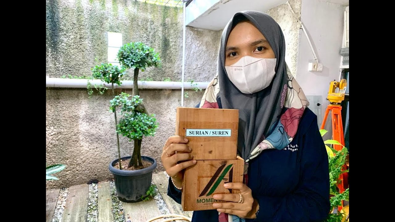 Ciri-ciri Kayu Surian atau Suren - YouTube