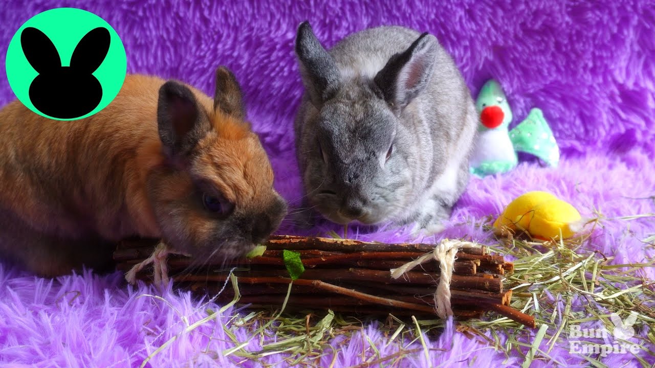 🥰Sweet Baby Bunny Nibbles Compilation - YouTube