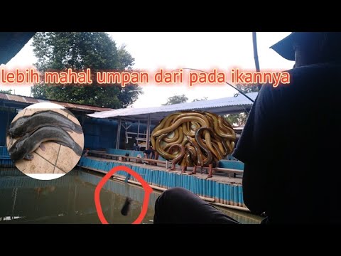 TERBUKTI!!! Umpan Jitu Mancing Lele Pake Belut Bakar Original Tanpa Essen/langsung tes di empang