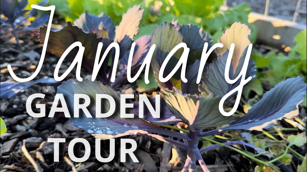 JANUARY VEGGIE GARDEN | WELCOME to My 1st GARDEN TOUR of 2024! - YouTube