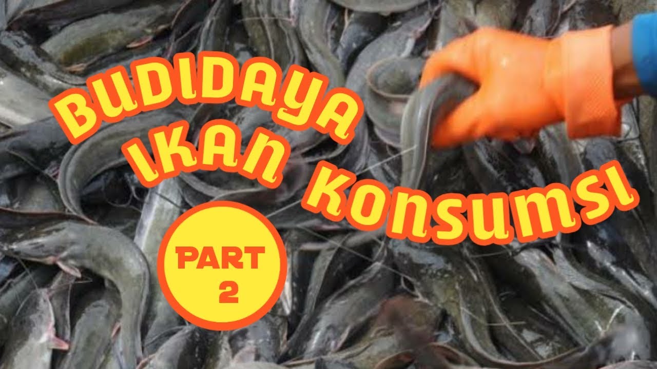 [2/2] BUDIDAYA IKAN KONSUMSI: TEKNIK BUDIDAYA (PERSIAPAN WADAH DAN ...