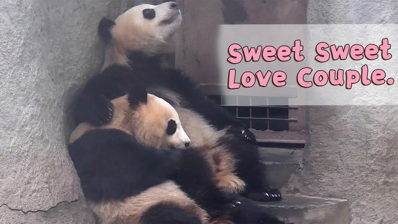 Panda Sweetly Patting On Partner's Head For Comforting | iPanda - YouTube