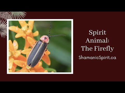 What Is The Spiritual Meaning Of Fireflies
