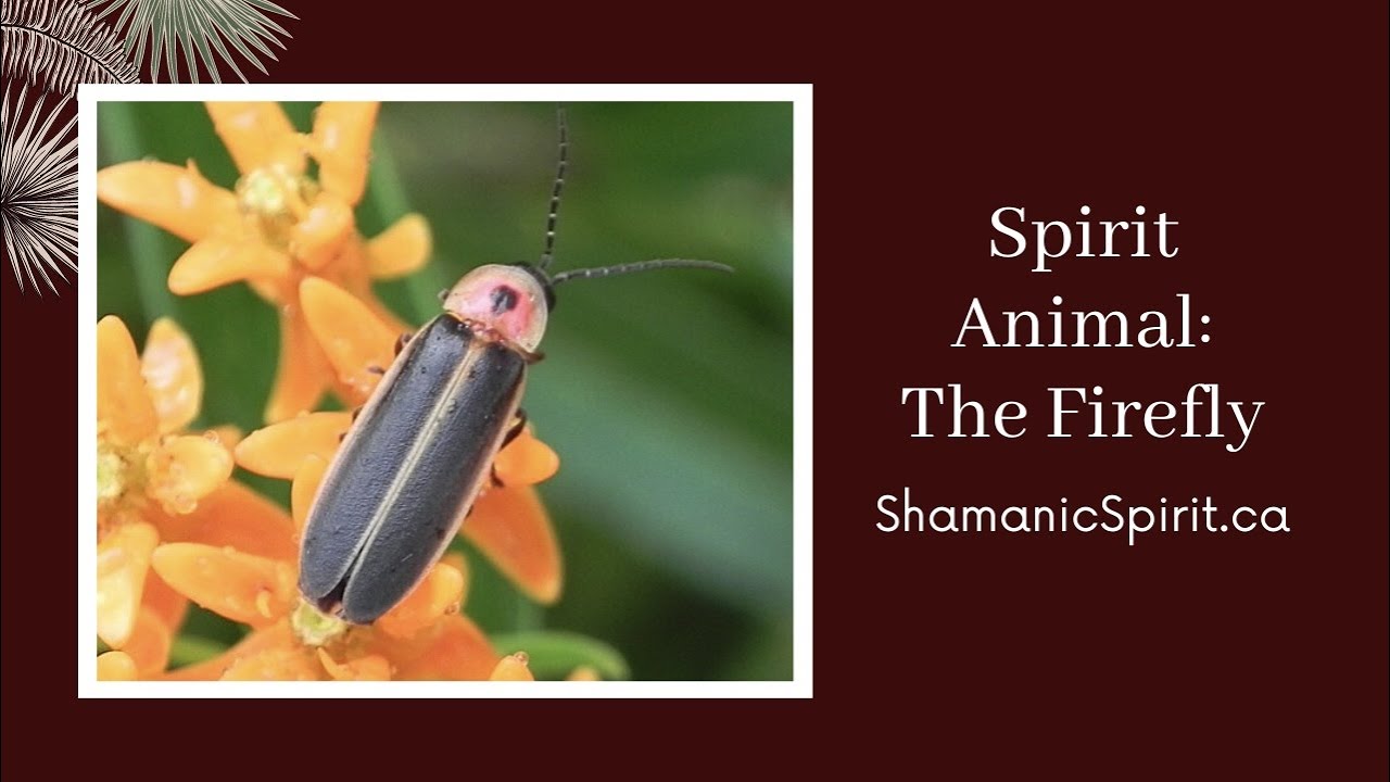 Animal Spirit Guide: The Firefly (Shamanic Power Animal). Firefly ...